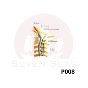 P008 Tectorial membrane and posterior longitudinal ligament - Seven Seas